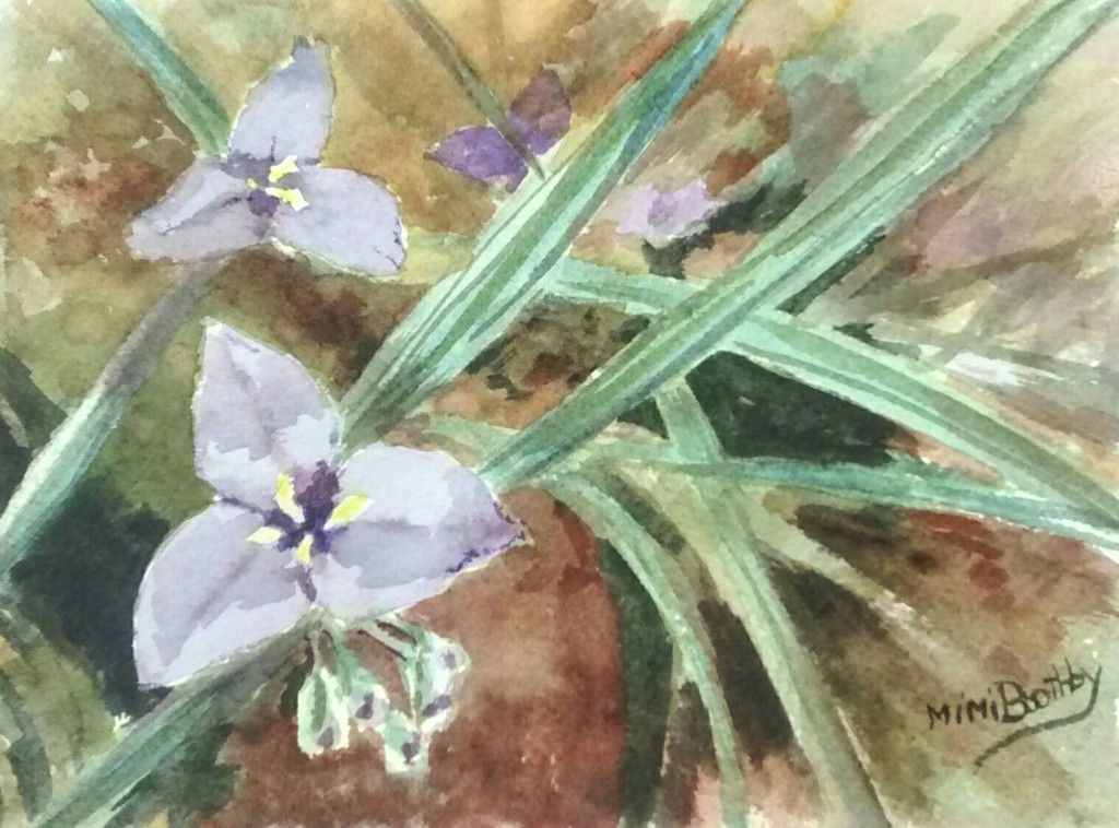 Spiderwort - wildflowers of Florida - Mimi Torchia Boothby